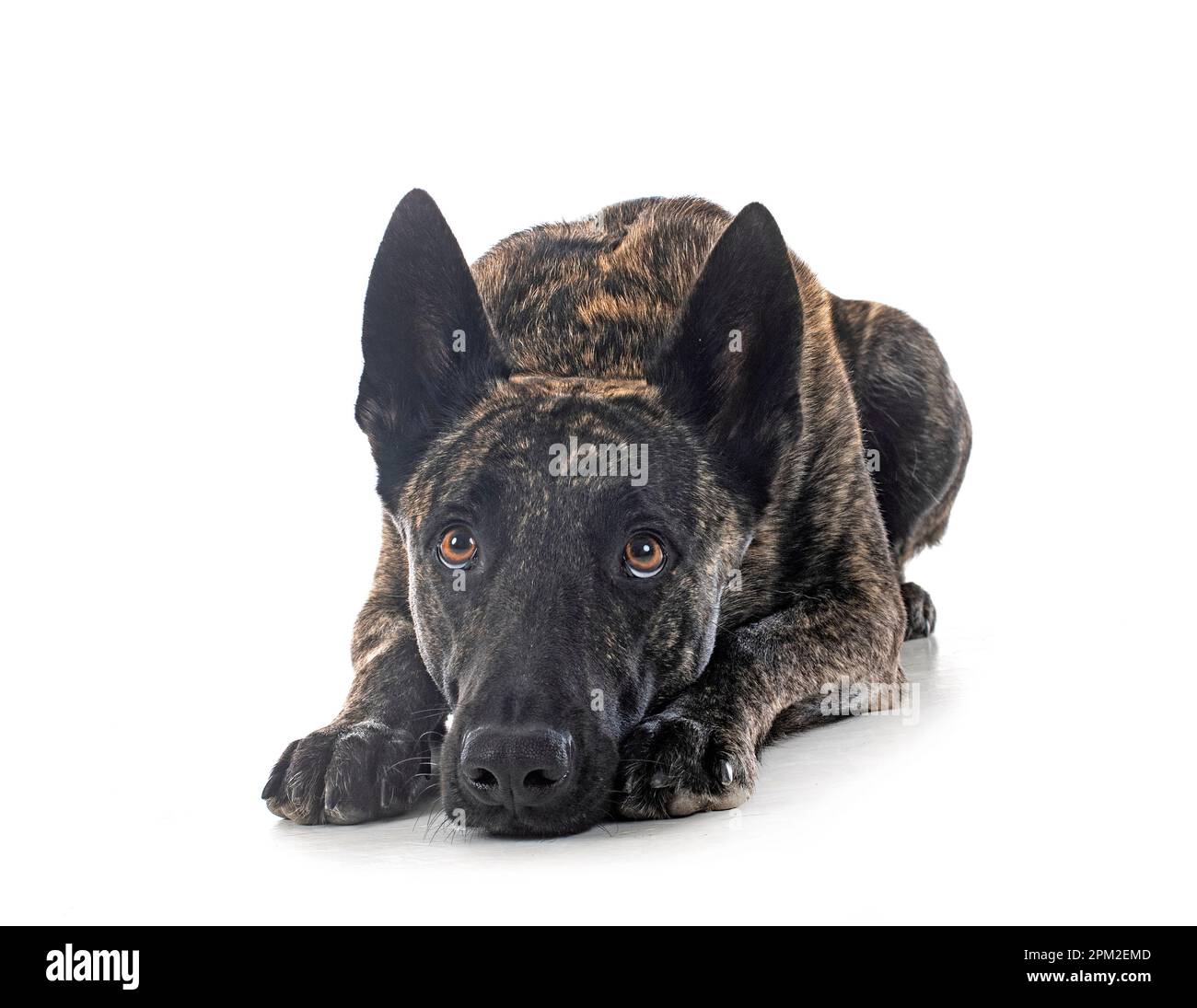 Dutch Shepherd in front of white background Stock Photo - Alamy