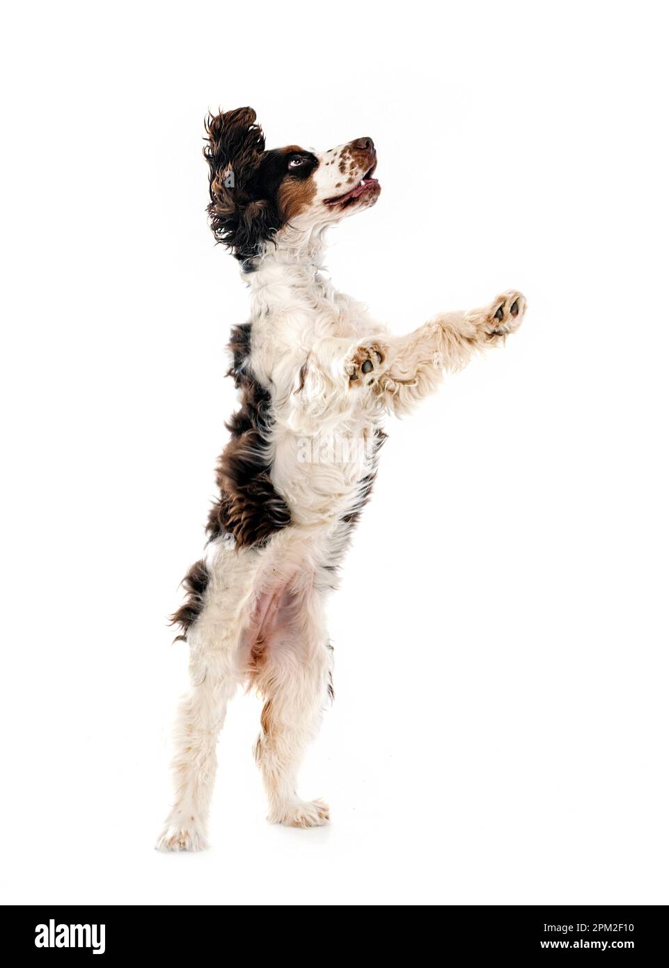 English Cocker Spaniel in front of white background Stock Photo - Alamy