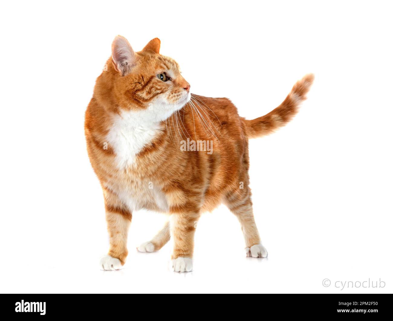 ginger cat in front of white background Stock Photo - Alamy