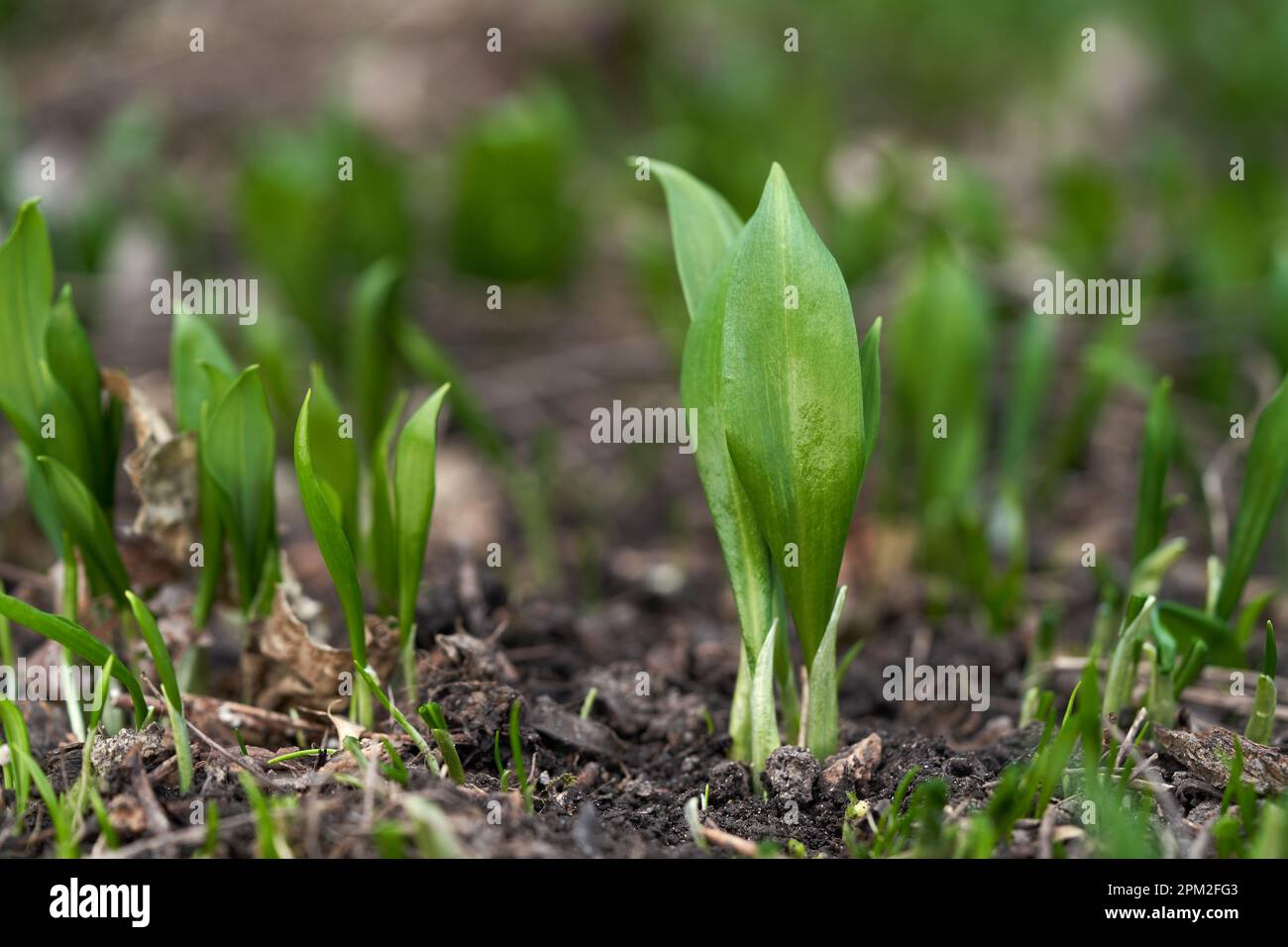 Spring medicinal plant Allium ursinum on the ground. Known as Ramsons ...