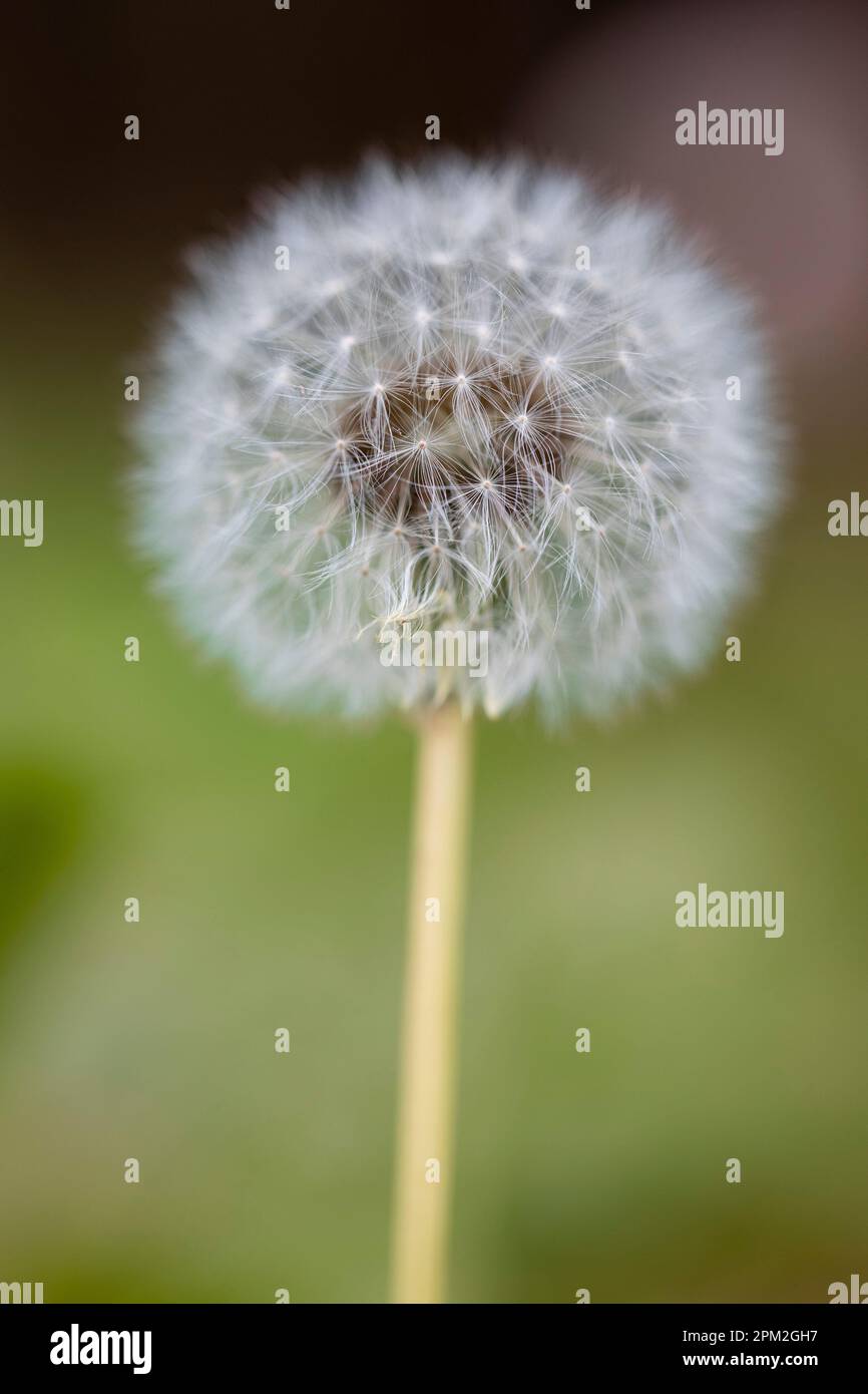 Puffy pods hi-res stock photography and images - Alamy