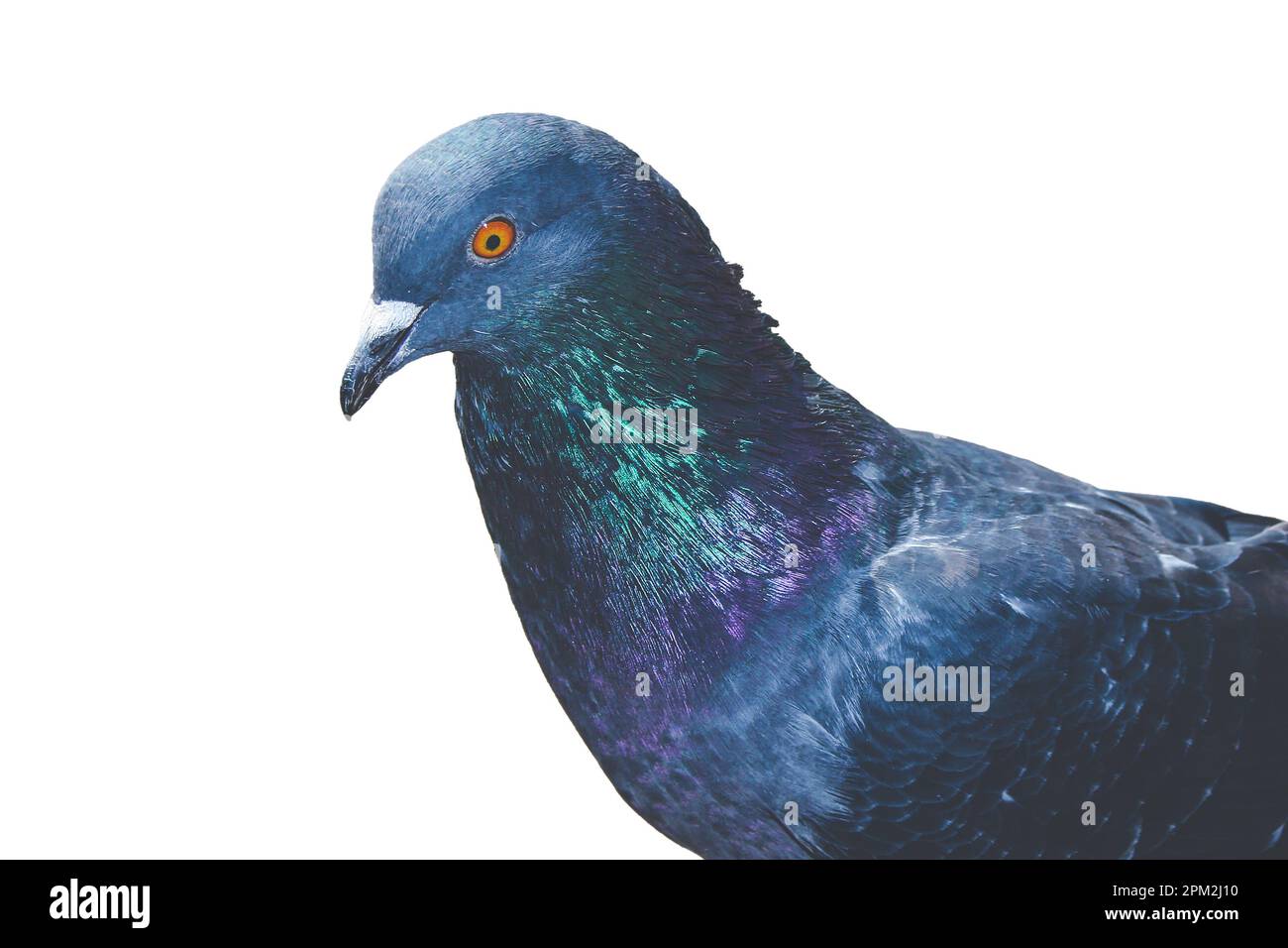 Feral pigeon isolated on white background Stock Photo - Alamy