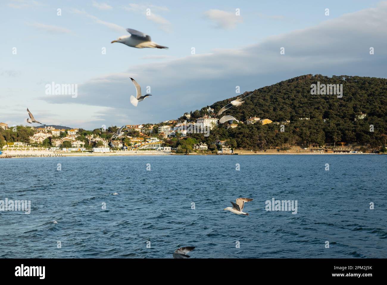 Blurred birds flying above sea with coastline at background in Turkey ...