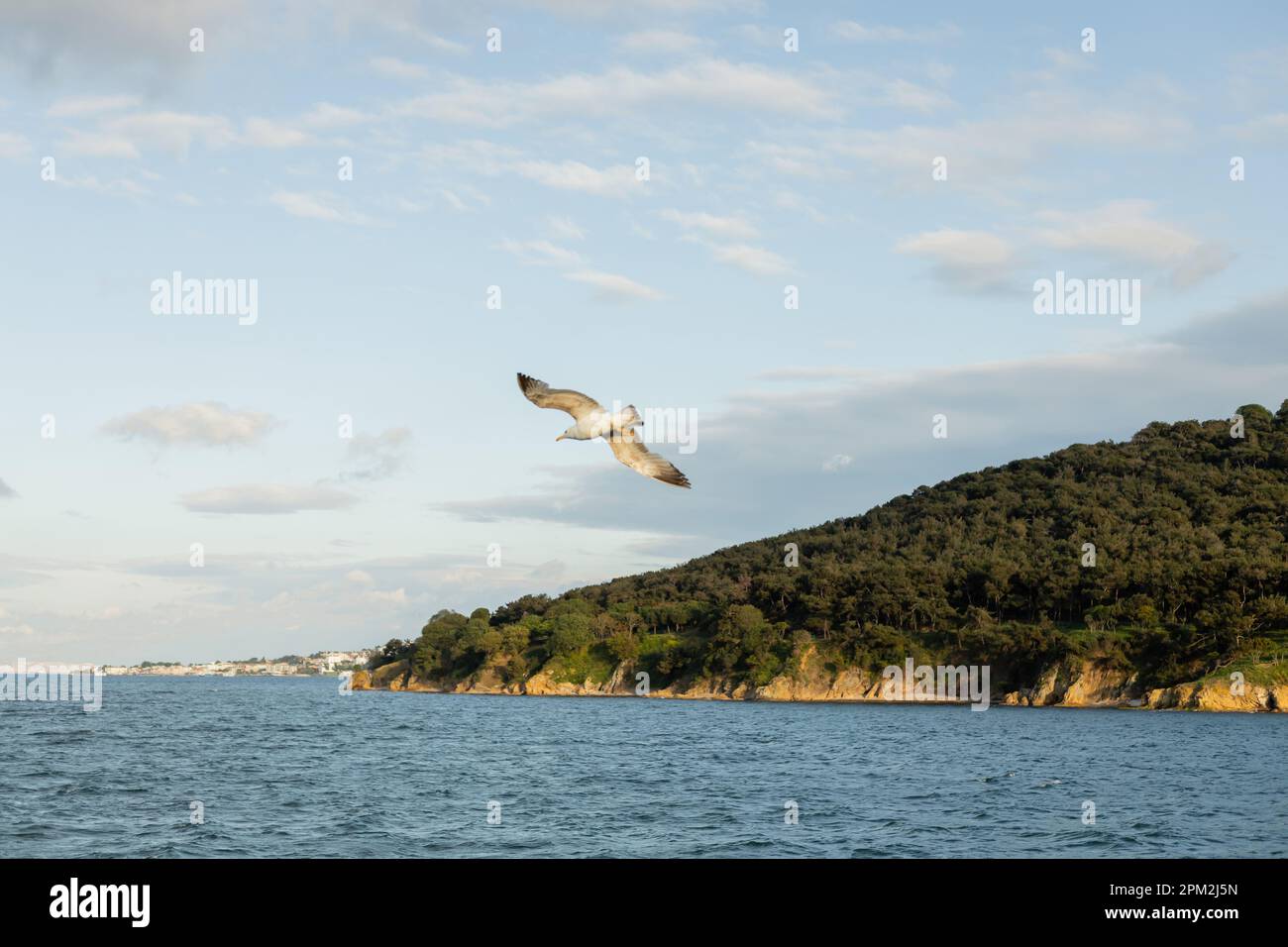 Gull flying above sea with Princess islands and sky at background in ...