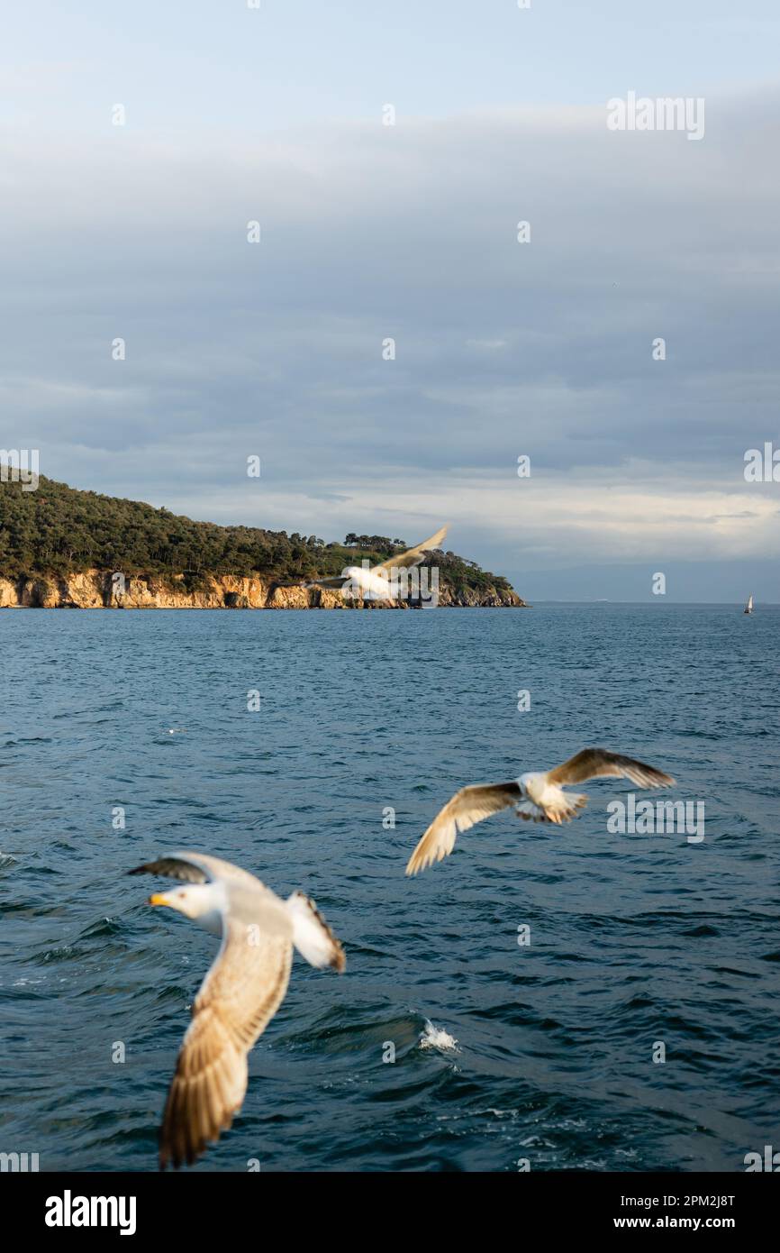 Blurred birds flying above sea with coastline at background in Turkey ...