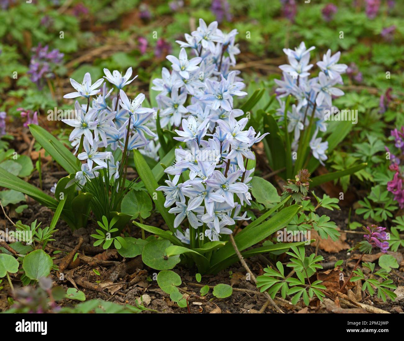 Scilla mischtschenkoana, Mishchenko or Misczenko squill, early squill ...