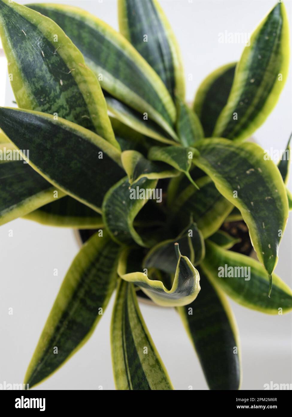 Sansevieria (Dracaena) trifasciata laurentii, aka snake plant or ...