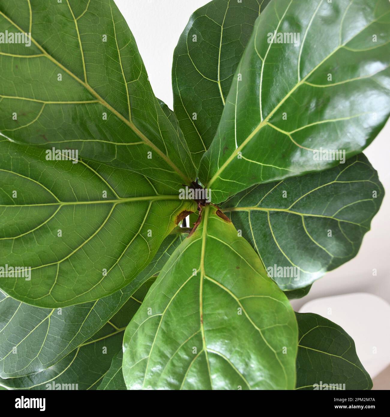 Fiddle leaf fig tree (Ficus lyrata), a popular house plant. Close up of ...