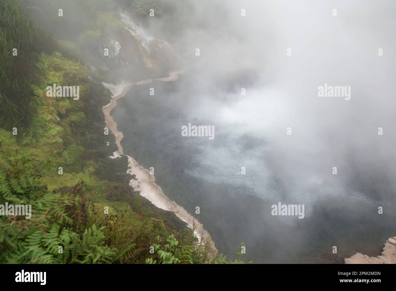 Boiling hot spring, surrounded by ferns enveloped in steam, Waikite ...