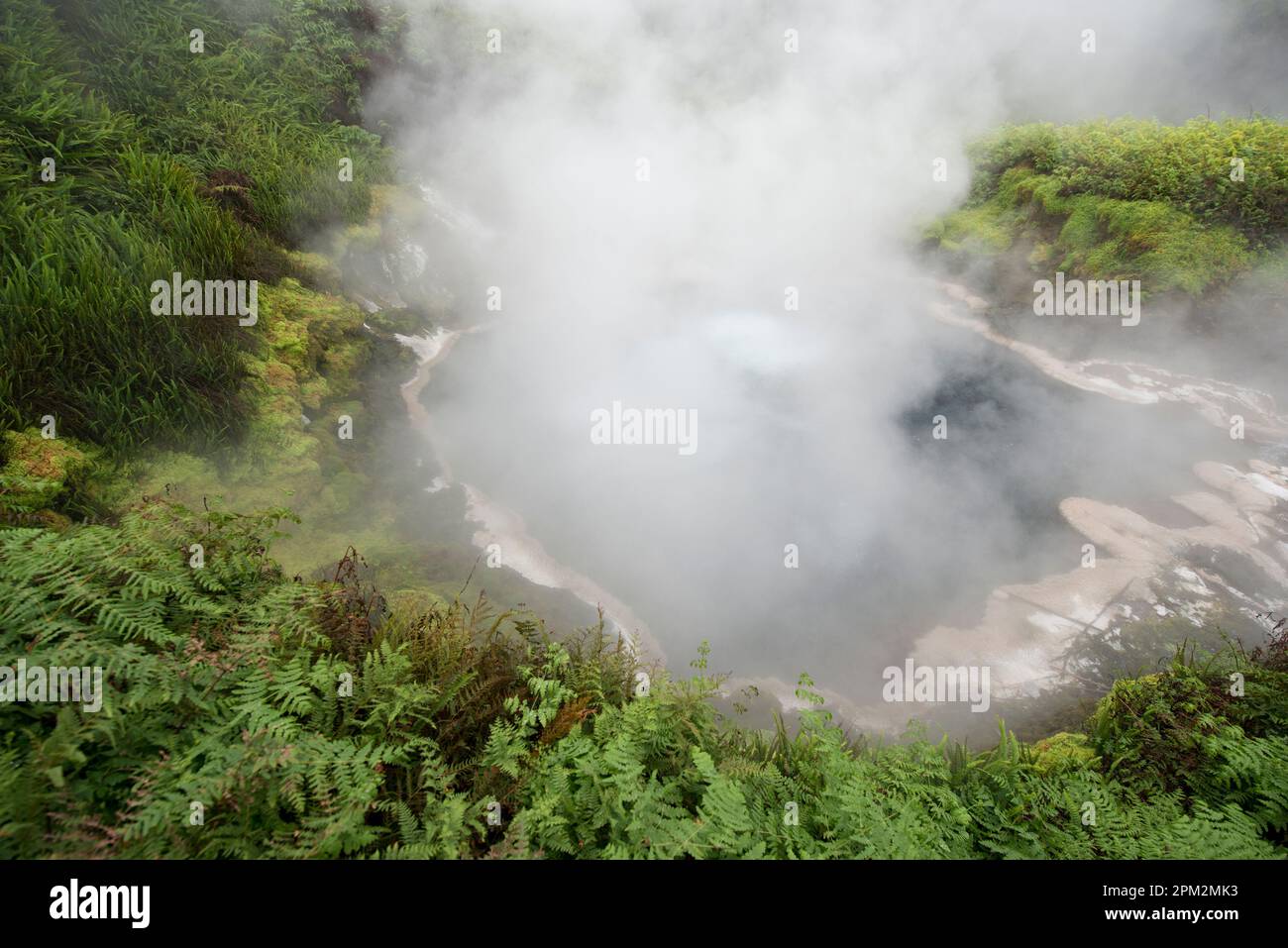 Boiling hot spring, surrounded by ferns enveloped in steam, Waikite ...