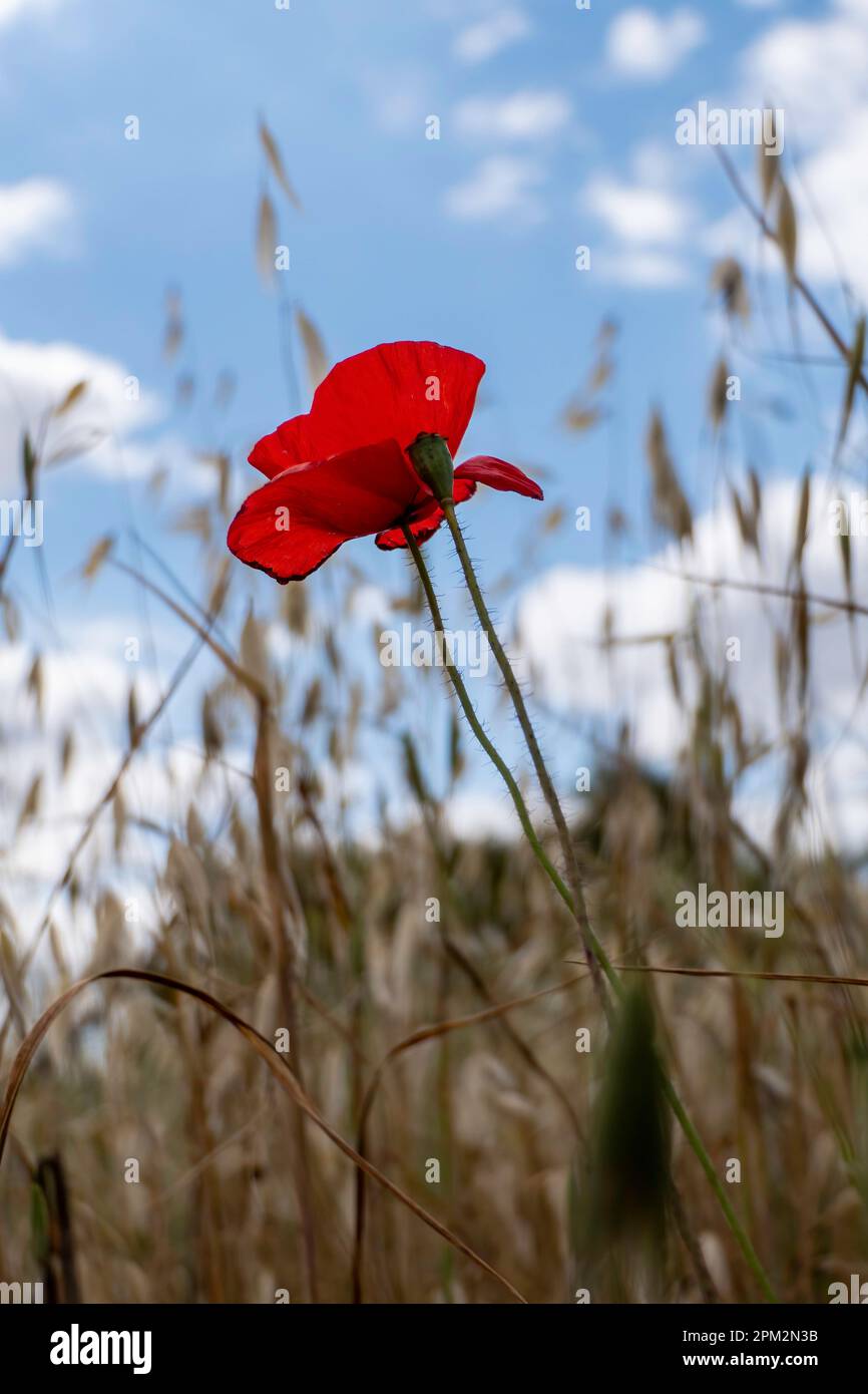Red poppies on a field with different flowers against a blue sky ...
