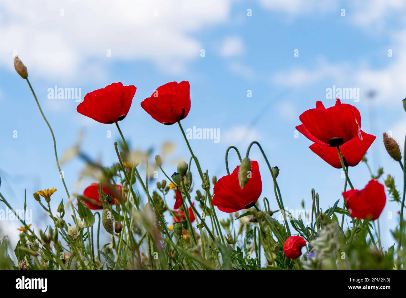 Poppies israel hi-res stock photography and images - Alamy