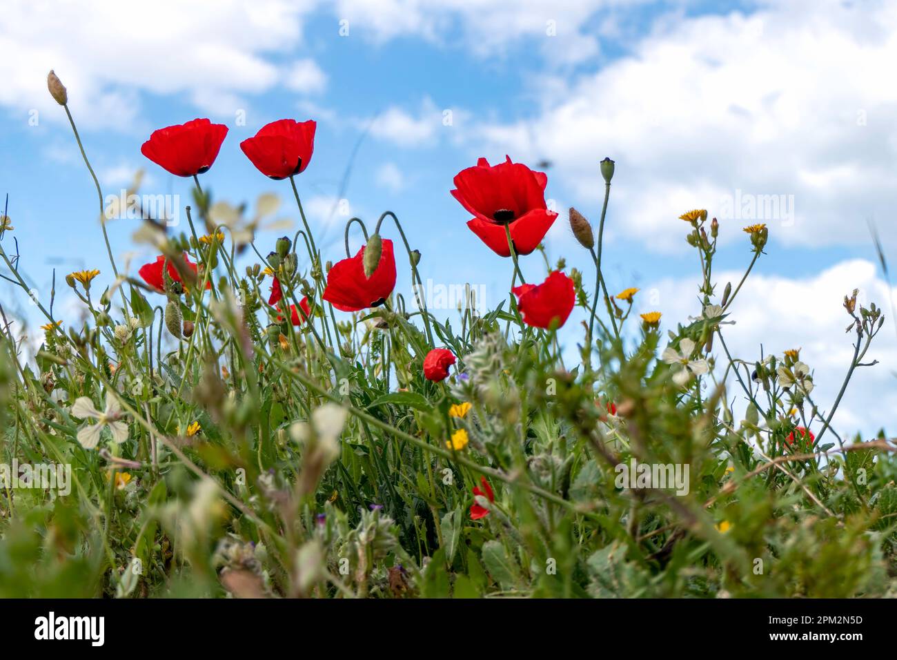 Poppies israel hi-res stock photography and images - Alamy