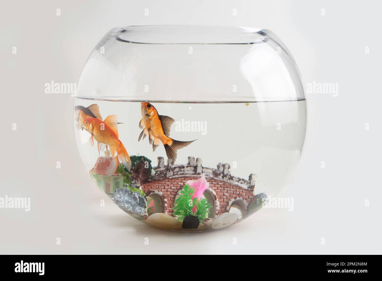 Gold fish bowl hi-res stock photography and images - Alamy