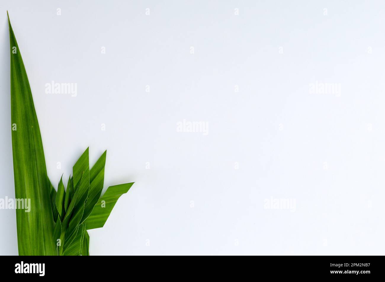 Fresh green pandan leaves on white background Stock Photo - Alamy
