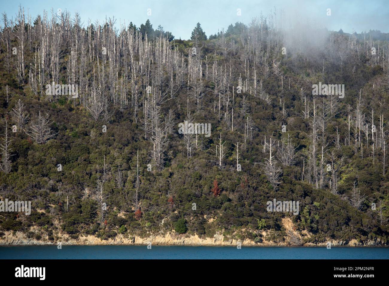Coast, Cook Strait, South Island, New Zealand Stock Photo - Alamy