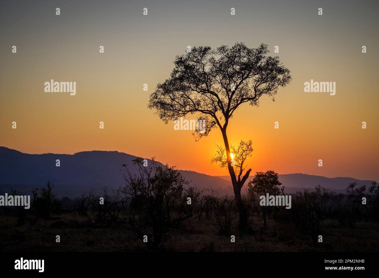 Sunrise over savanna and acacia tree at Berg en Dal, Kruger national ...