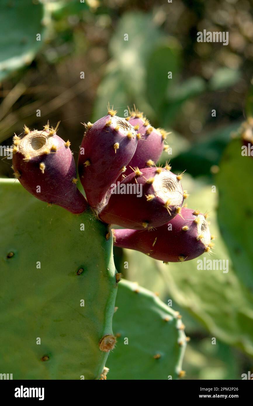Prickly pear figs in Provence Stock Photo - Alamy