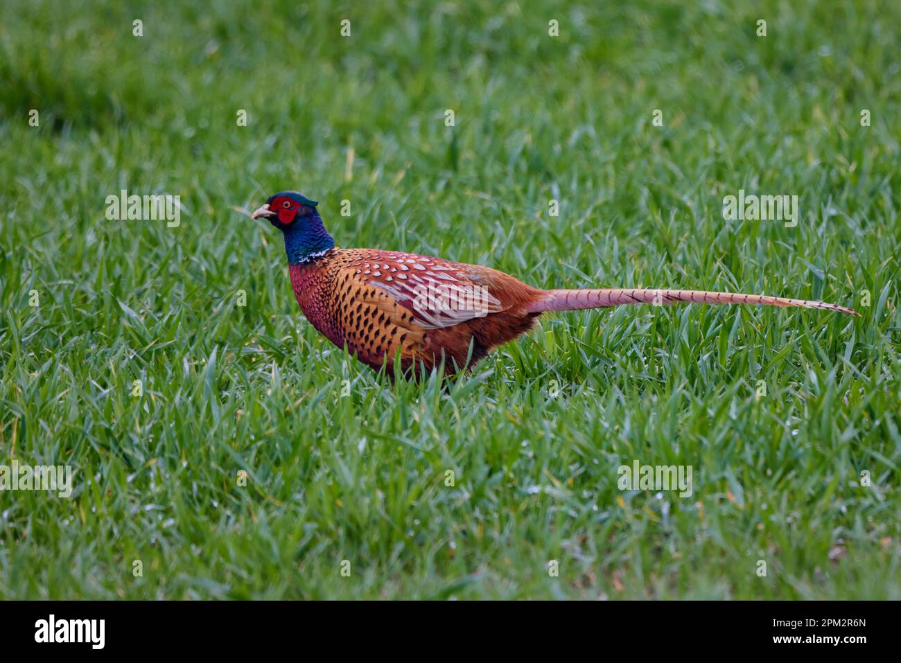 Colorful male pheasant (Phasianus colchicus) on the field.Spring time ...