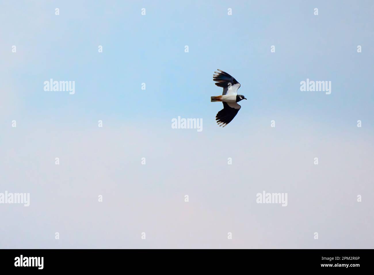 European Northern Lapwing (Vanellus vanellus) in flight Stock Photo - Alamy