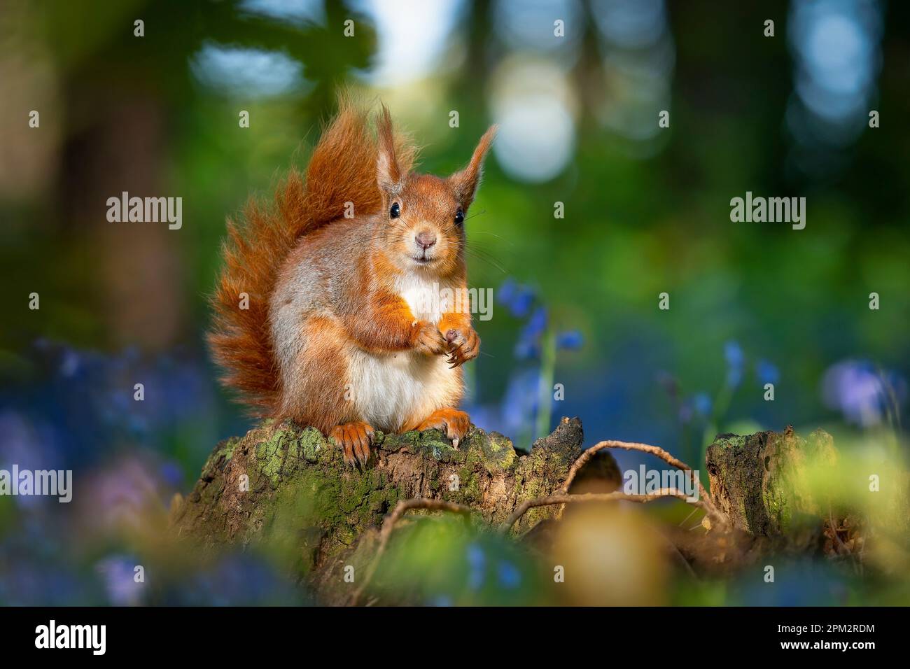 STUNNING images of a red squirrel enjoying springtime by exploring a ...