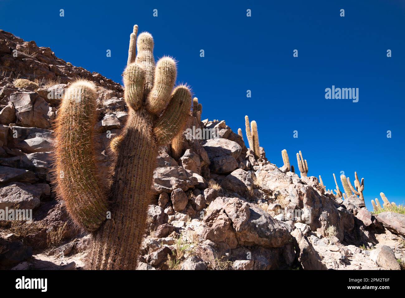 Cactus walk san Pedro de Atacama, Chile Stock Photo - Alamy