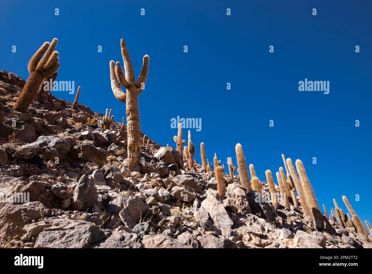 Cactus walk san Pedro de Atacama, Chile Stock Photo - Alamy