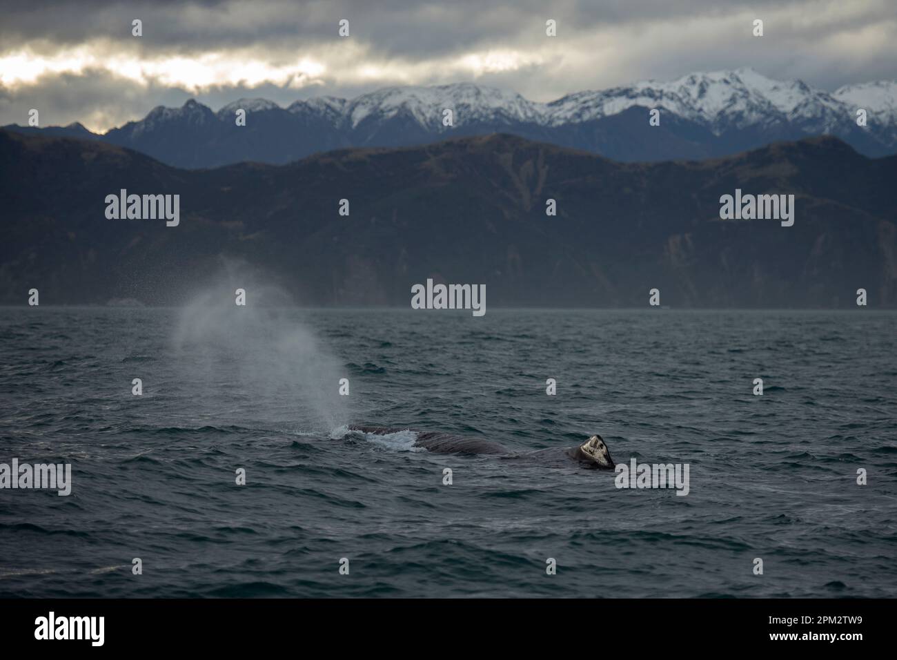 Sperm Whale, Physeter macrocephalus, blowing spray with snow-covered ...