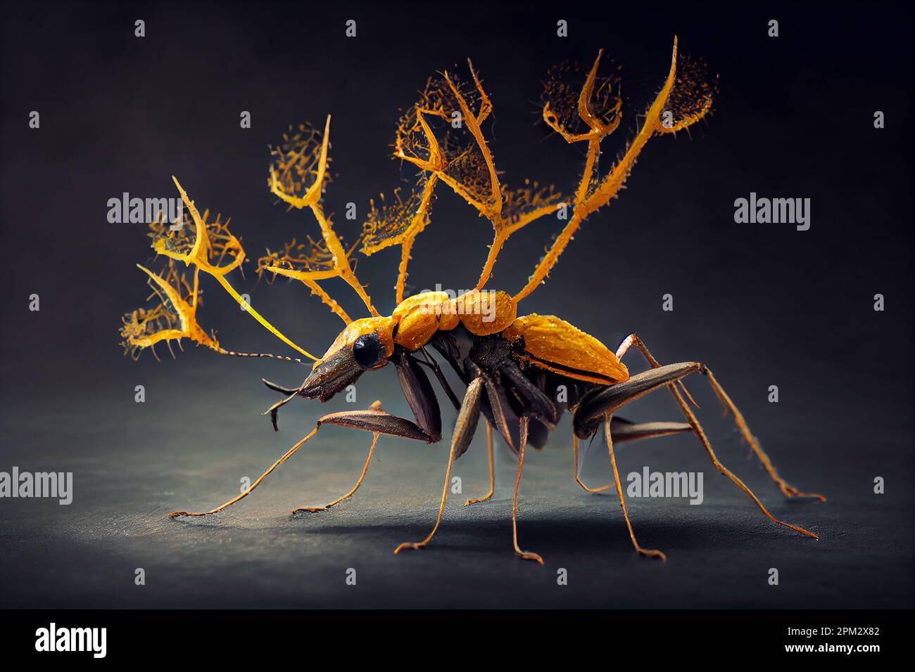 Ophiocordyceps unilateralis, hi-res stock photography and images - Alamy
