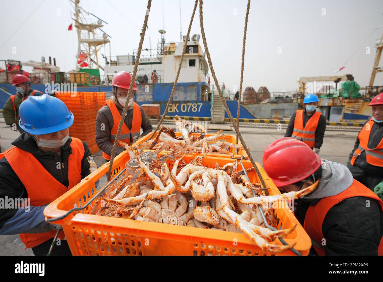 YANTAI, CHINA - APRIL 11, 2023 - Workers unload imported blue king ...