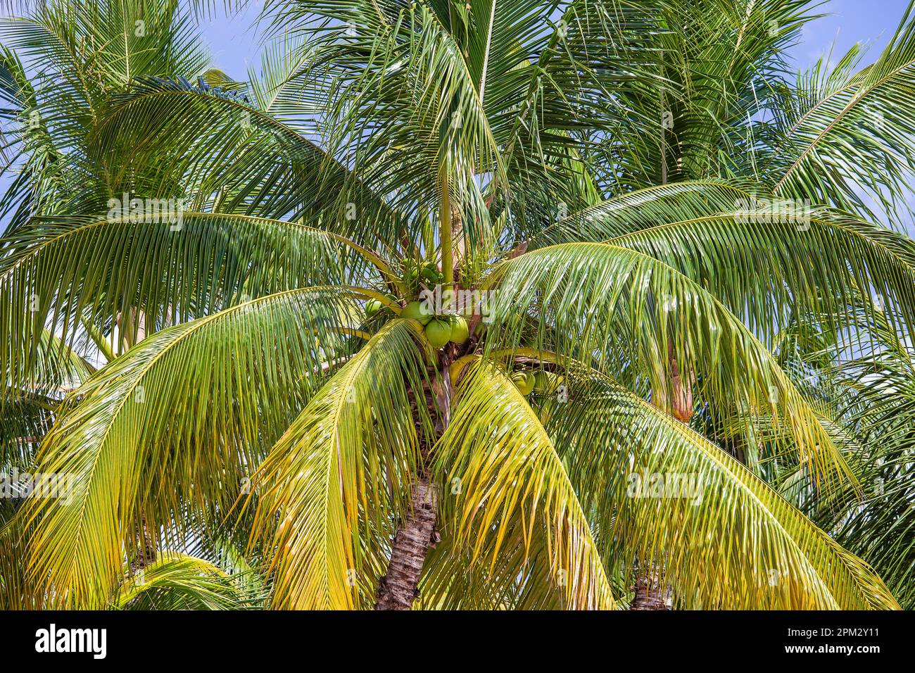 Close up trunk coconut hi-res stock photography and images - Alamy
