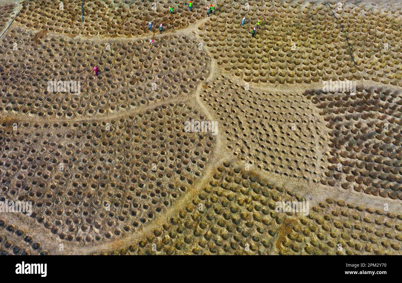 ZHANGYE, CHINA - APRIL 11, 2023 - Workers plant trees at an ecological ...