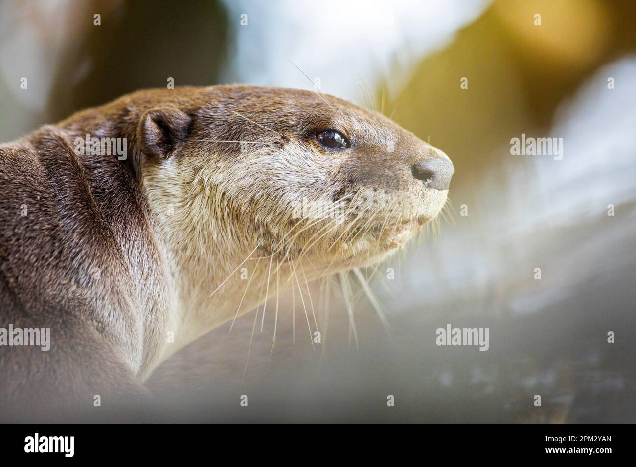 Smooth coated otter wakes up while the rest of the family sleeps on a ...