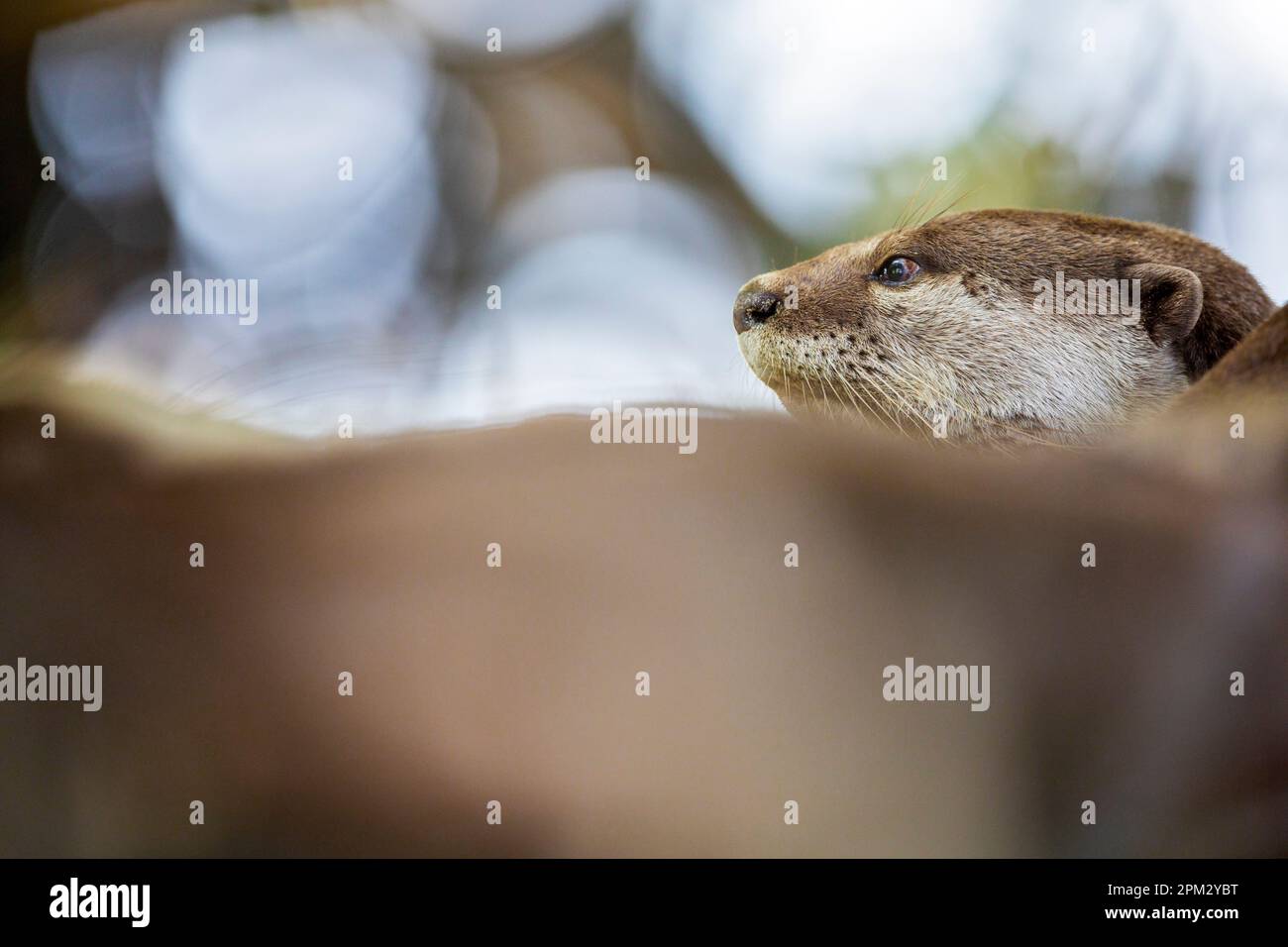 Smooth coated otter wakes up while the rest of the family sleeps on a ...