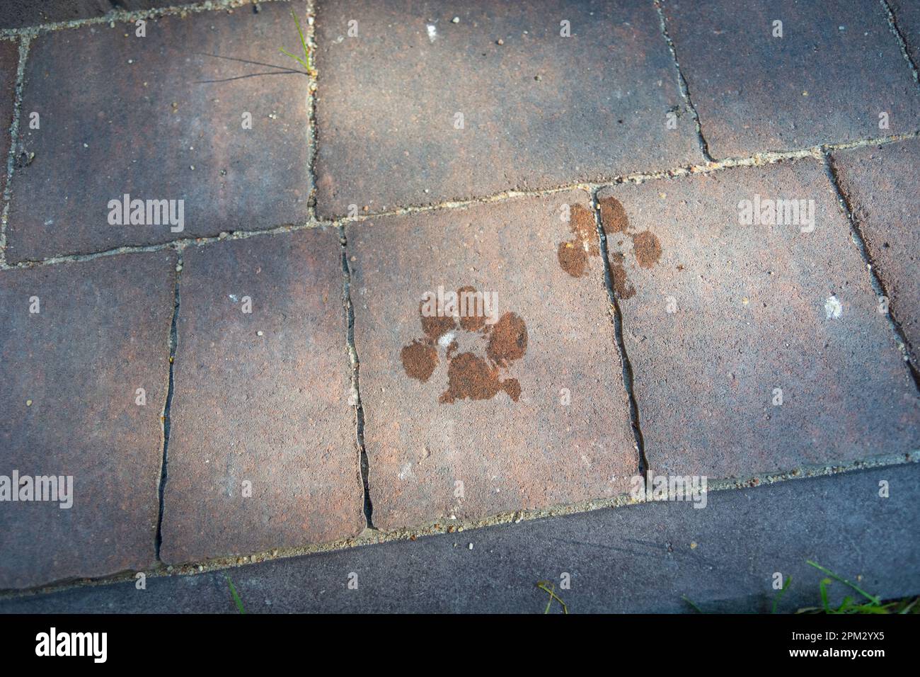 Paw print texture hi-res stock photography and images - Alamy