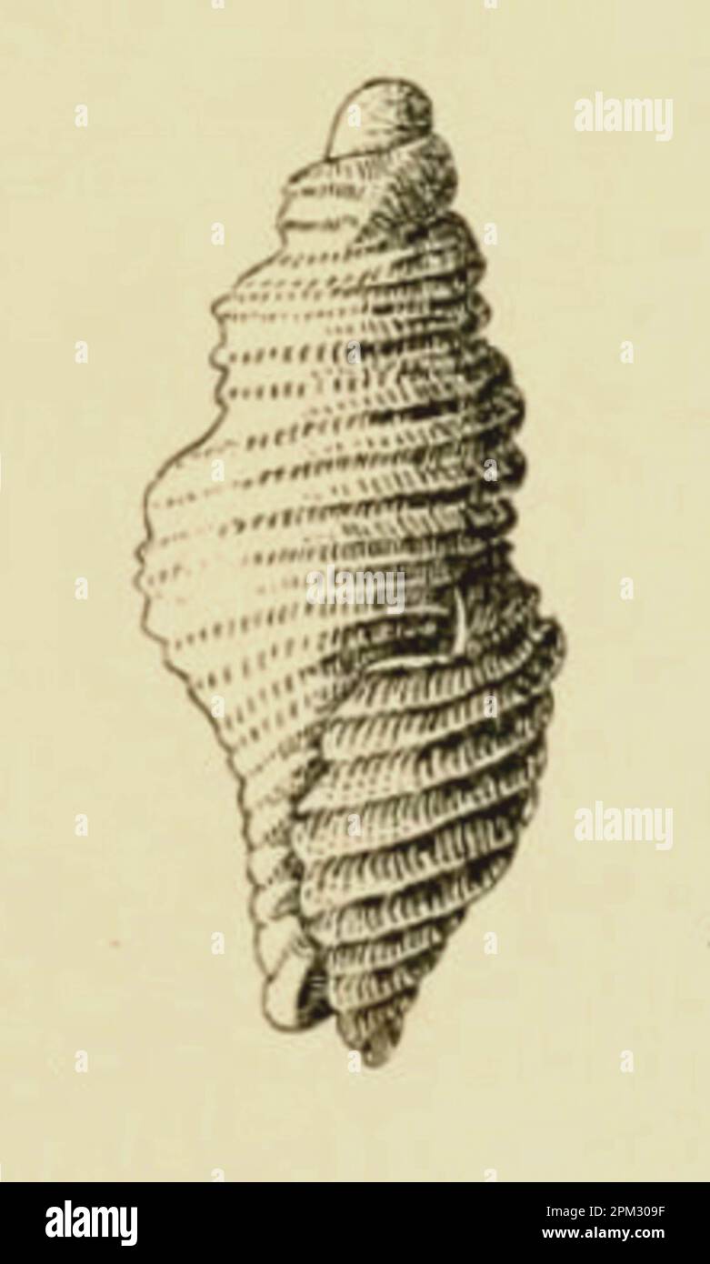 Microgenia hi-res stock photography and images - Alamy