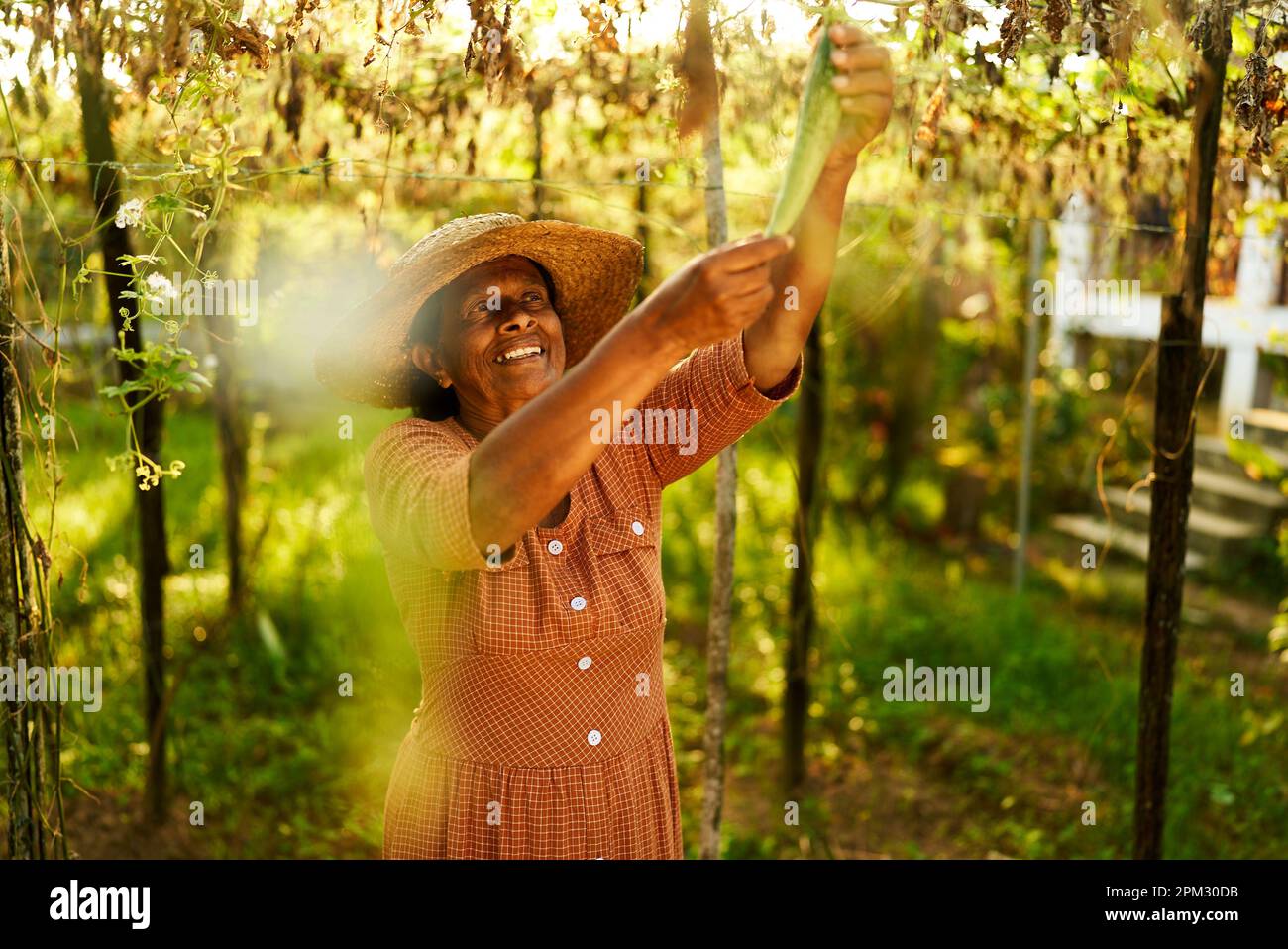 Senior happy Indian female farmer in straw hat holding her zucchini ...