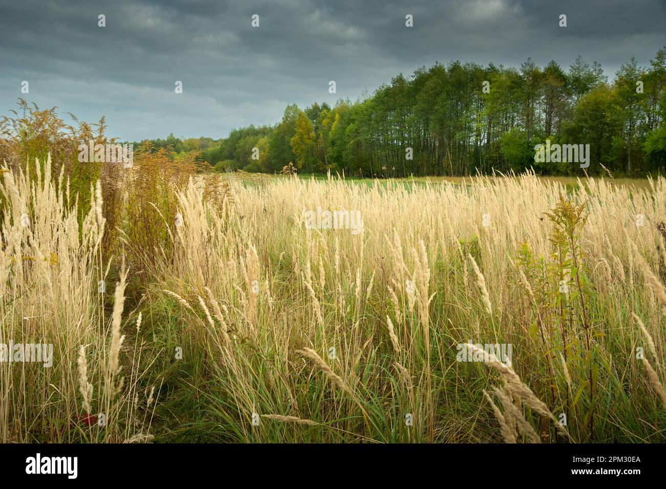 Tall wild grasses growing in front of the forest on a cloudy day, Zarzecze, Poland Stock Photo ...