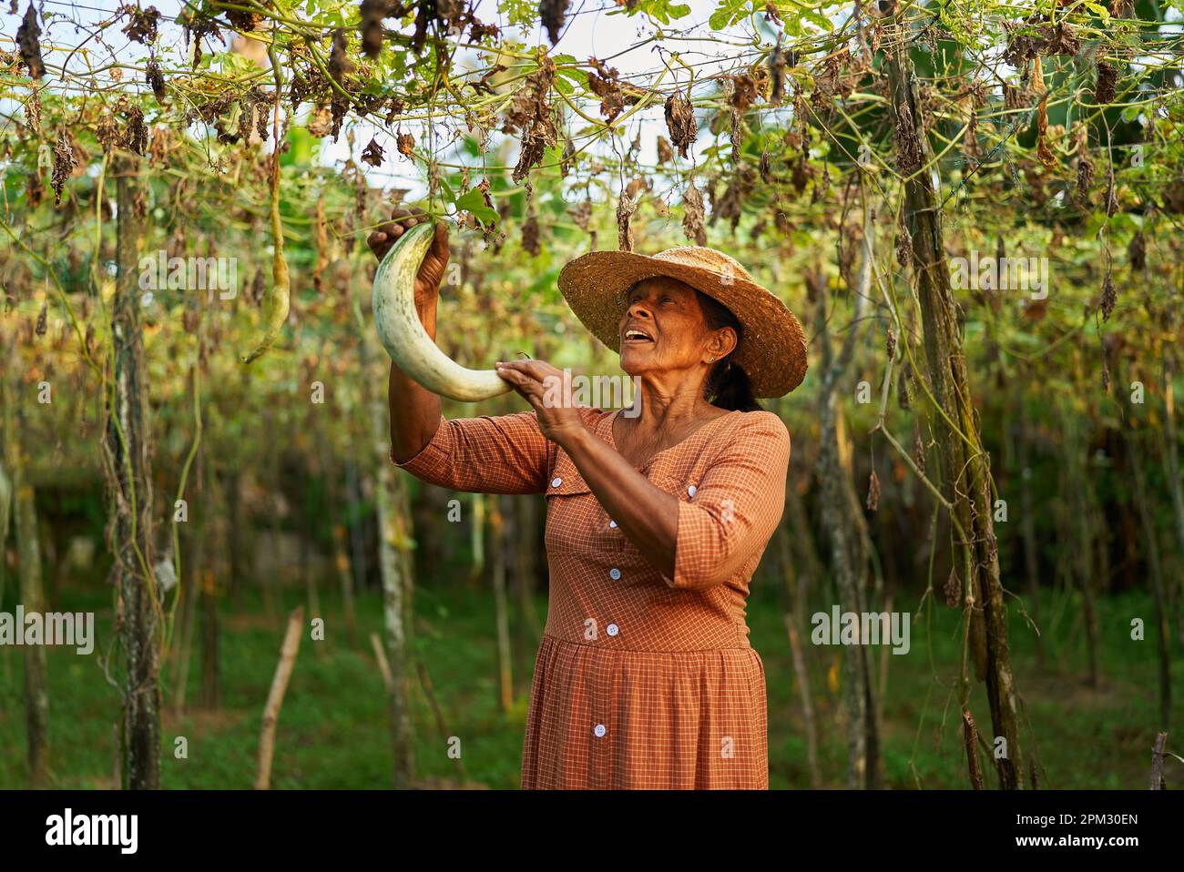Senior happy Indian female farmer in straw hat holding her zucchini ...