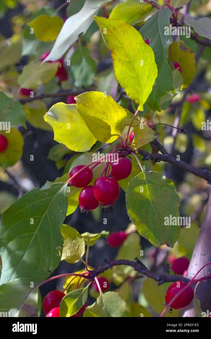 Selective focus red ripe small fruits on the tree in orchard, Malus is ...