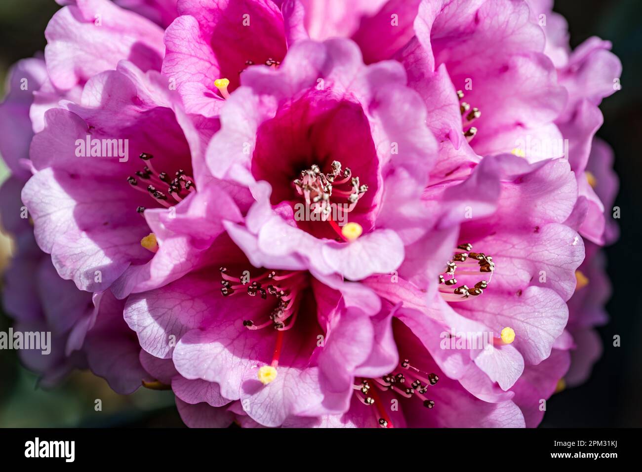 Close up of pink rhododendron or Azalea flower in sunshine, Royal ...