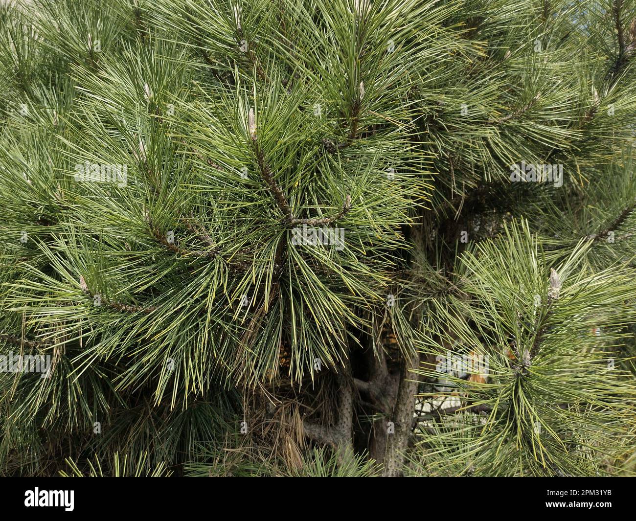 Marsh pine in Romania. Pinus serotina Stock Photo - Alamy