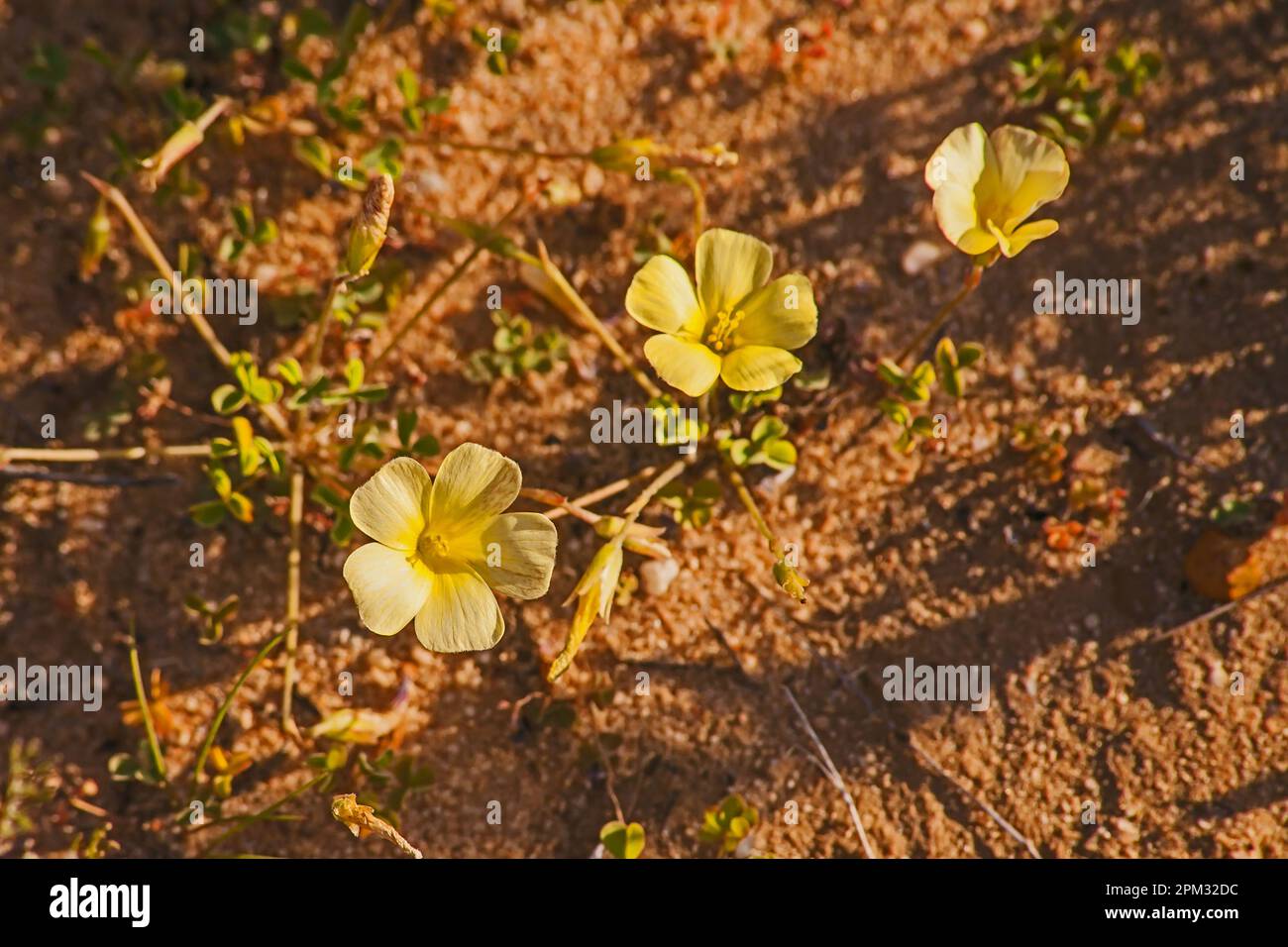Common Yellow-eye Woodsorrel Oxalis obtusa 12629 Stock Photo - Alamy