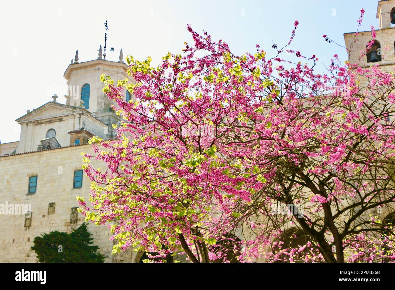 Cherry tree with pink blossom in front of the Cathedral Basilica of the ...