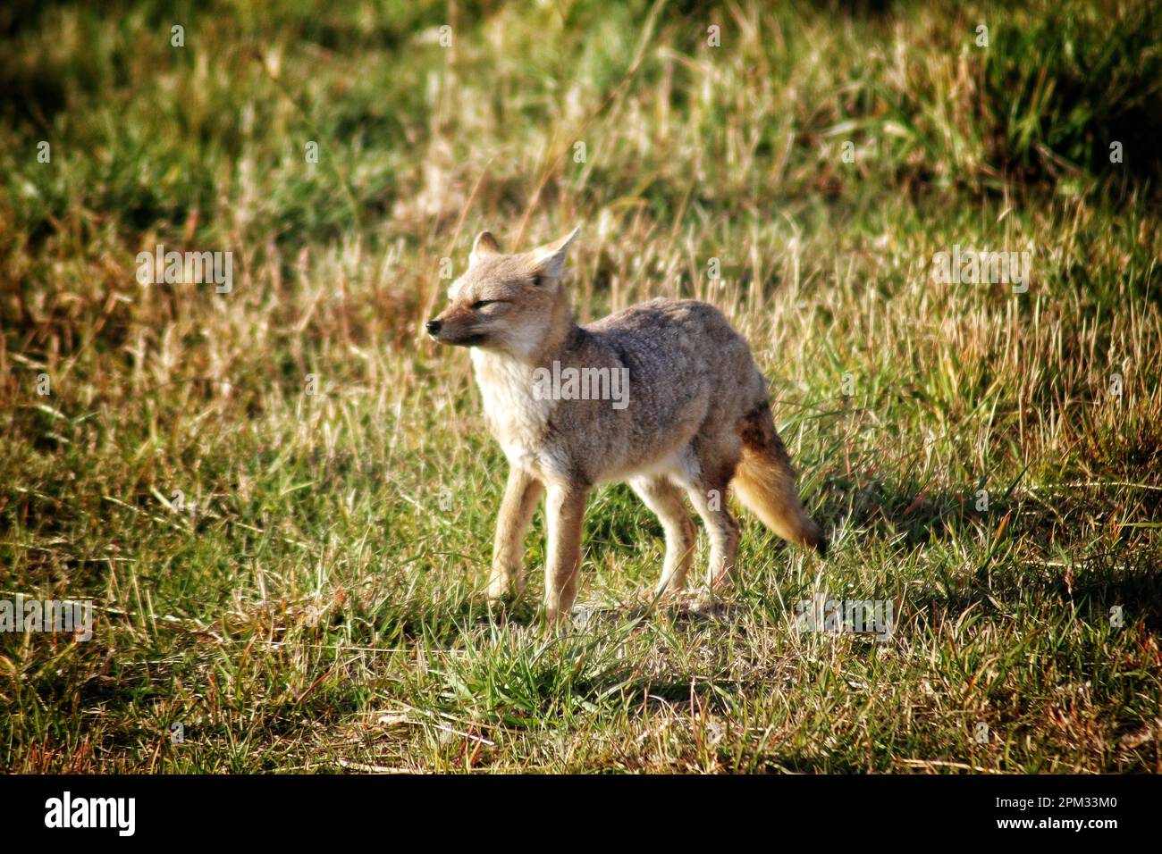 Meadow fox tail hi-res stock photography and images - Alamy