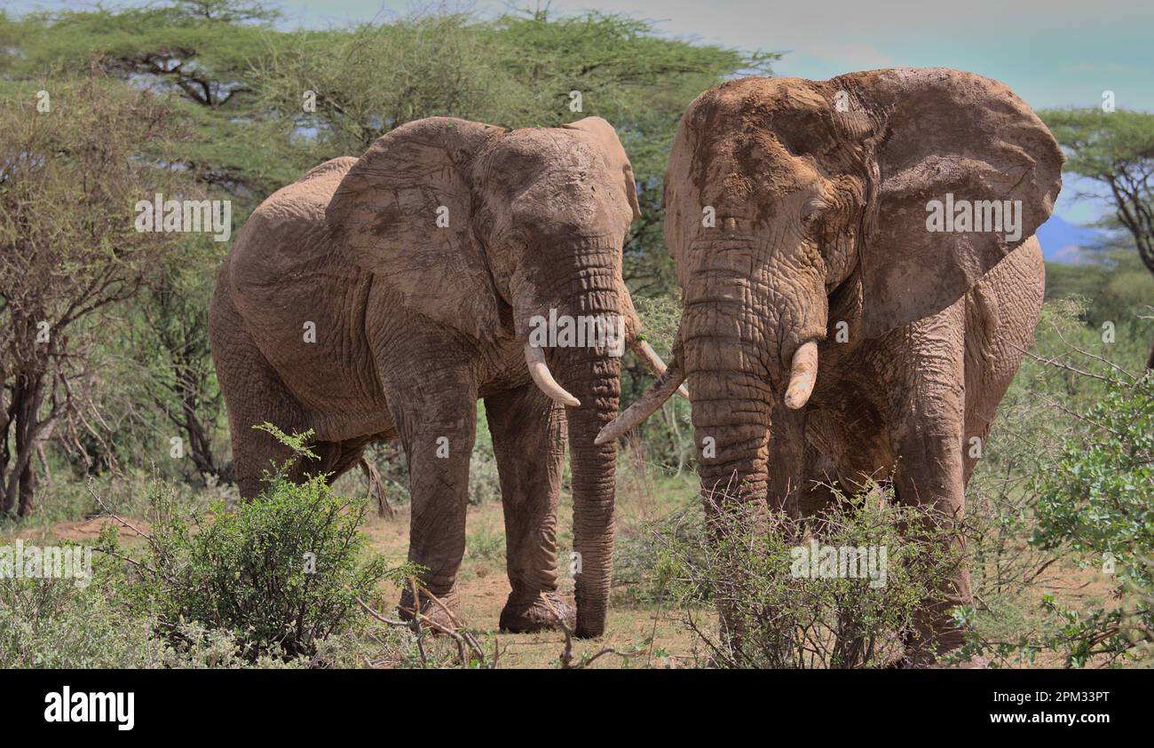 two huge african elepant bulls standing alert together in the wild bush ...
