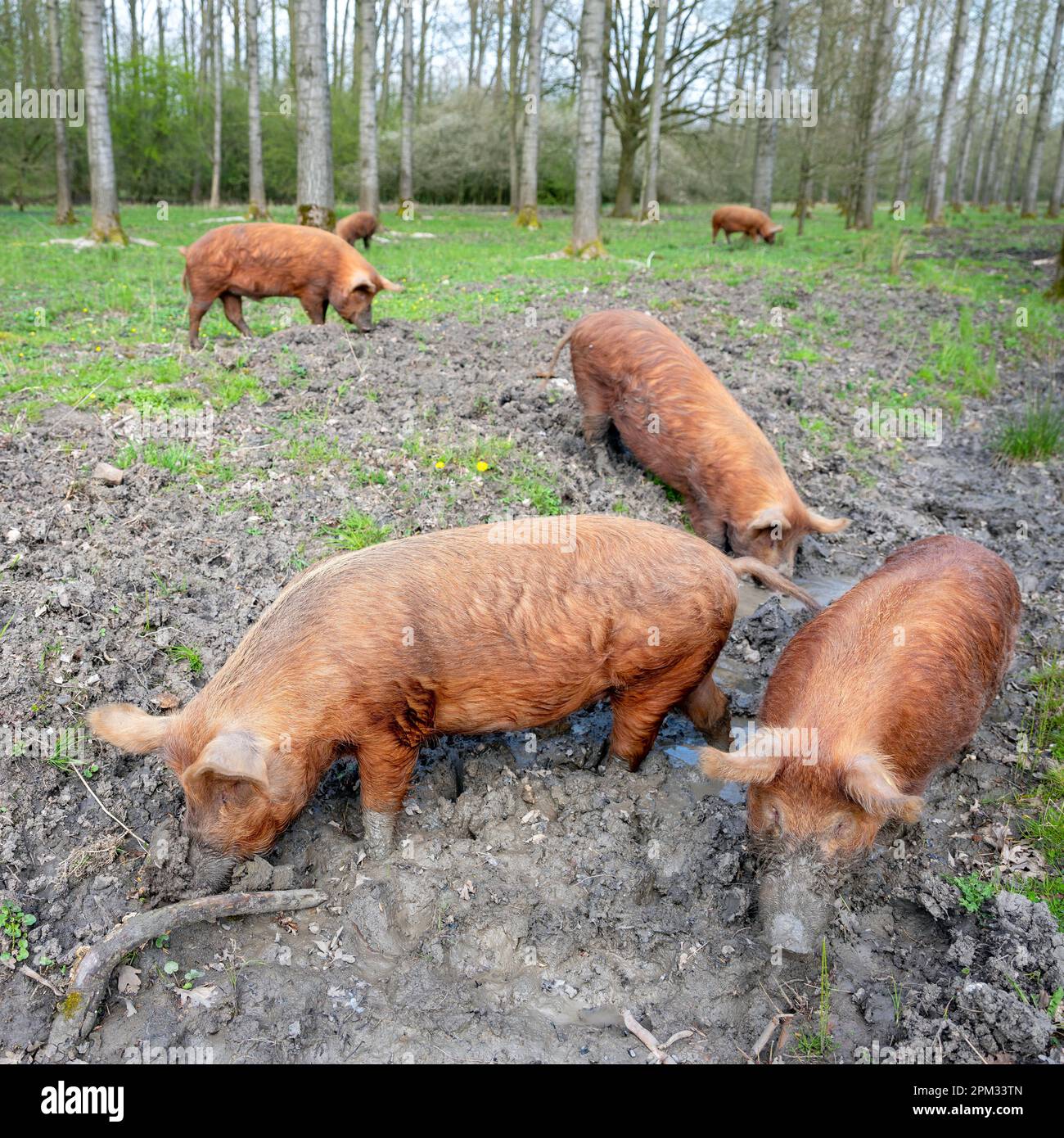 free-roaming brown pigs in dutch spring forest near utrecht in the ...