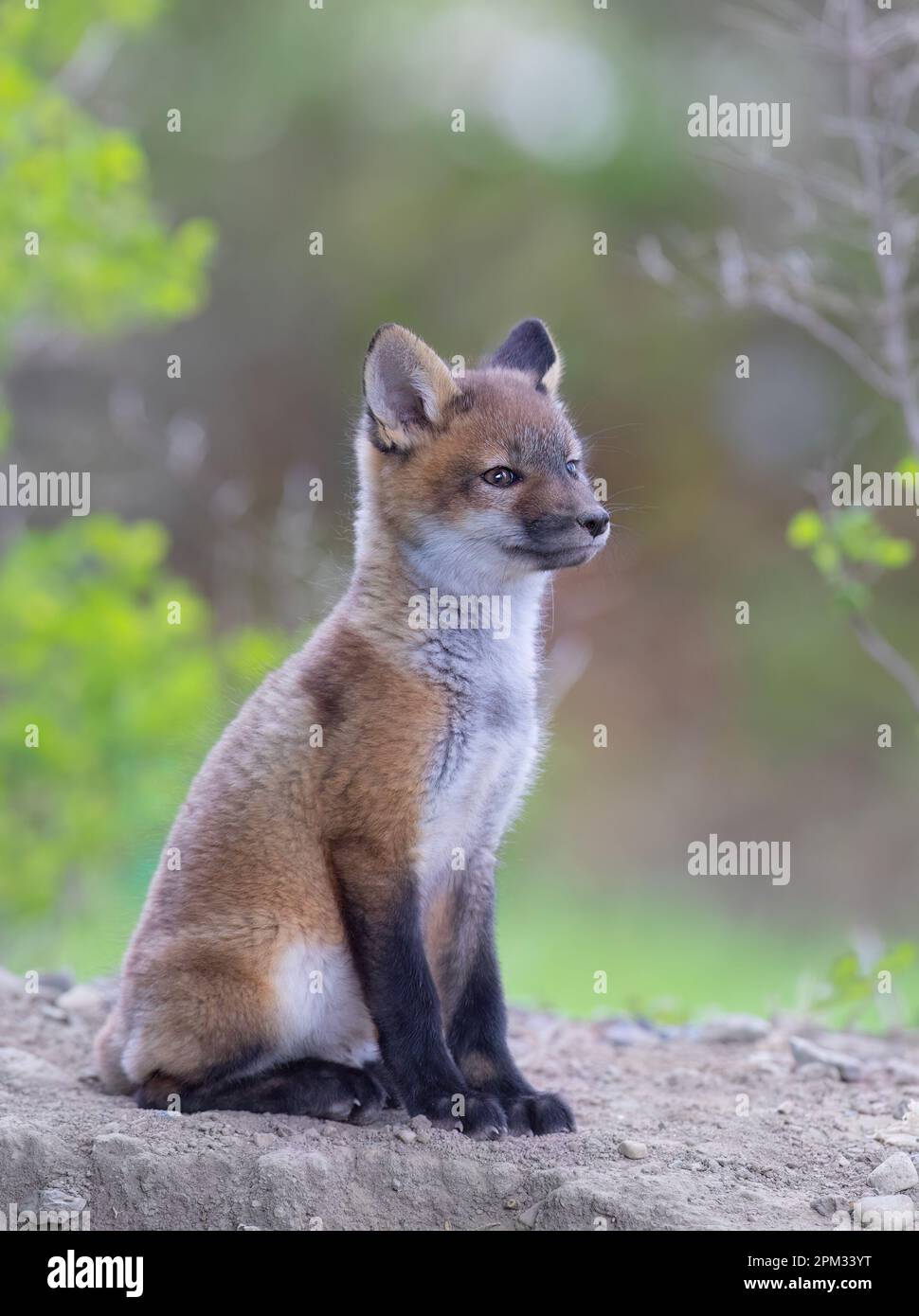 Red fox kit (Vulpes vulpes) sitting by its den deep in the forest in early spring in Canada ...