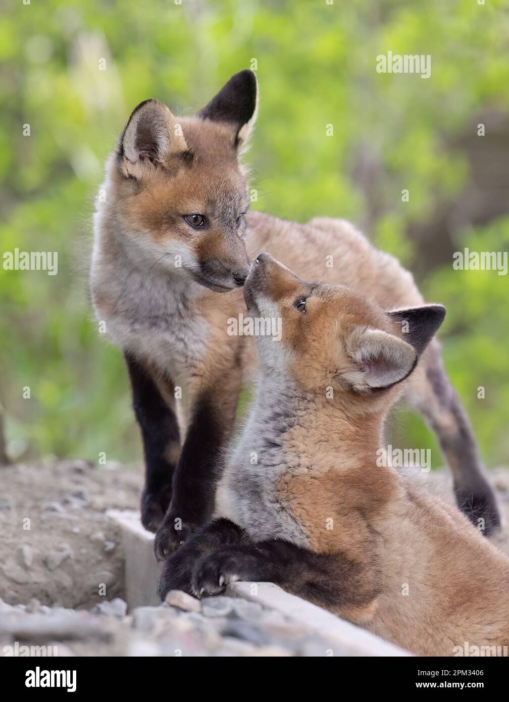 Red fox kits (Vulpes vulpes) playing near the den deep in the forest in early spring in Canada ...