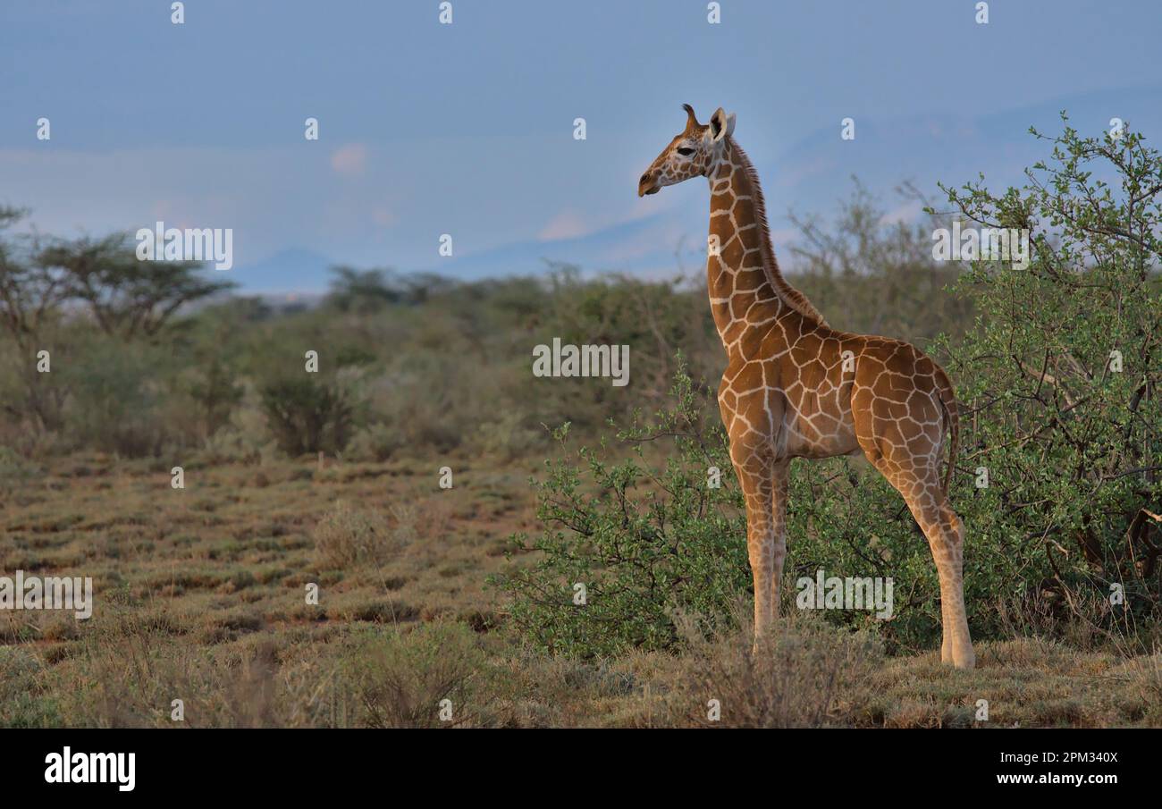 side view of baby reticulated griaffe standing alert in the wild ...